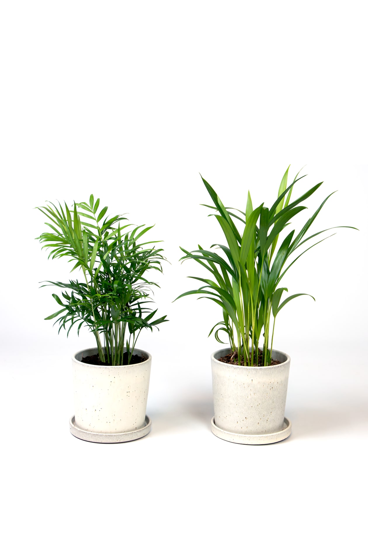 Mini Palmy - zestaw 2 sztuk - H 25cm - Plant in a Box - HOME | H&M PL