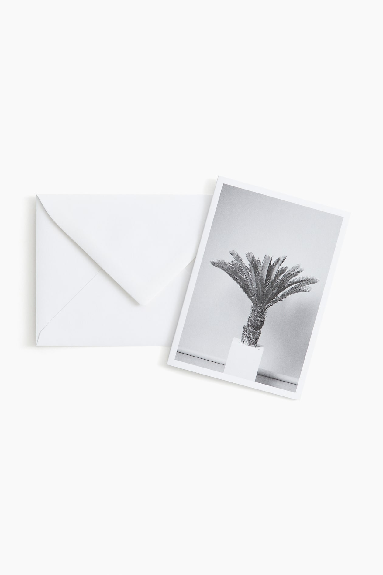 Stort kort med kuvert - Light grey/The Cycas Revoluta Palma - Home All ...