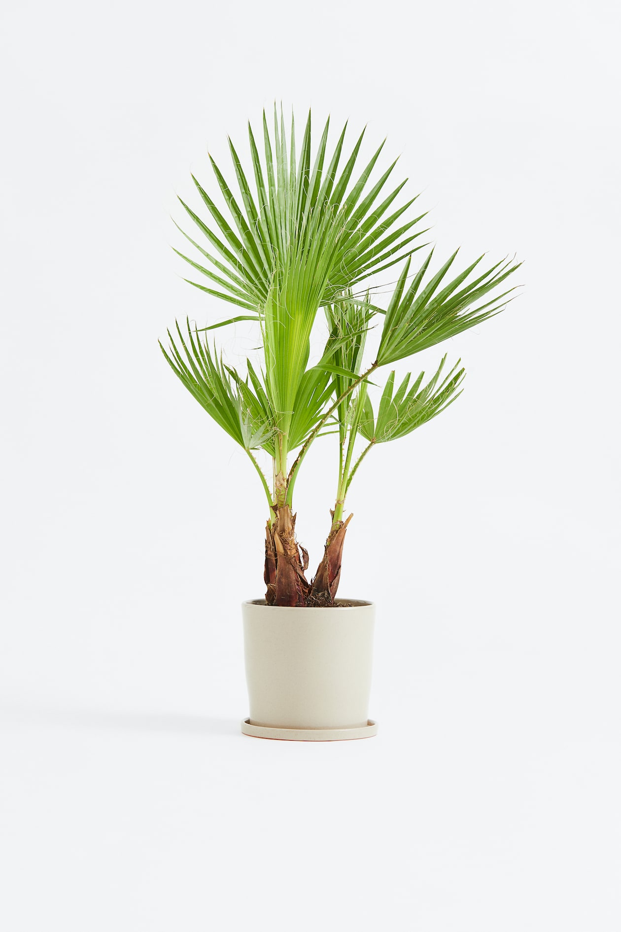 Washingtonia Robusta - H 70cm - Plant in a Box - Home All | H&M FR