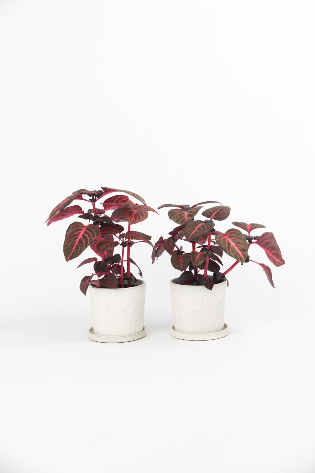 Iresine Herbstii "rich Red Star" - Set Of 2 - H 20cm - Plant in a Box ...