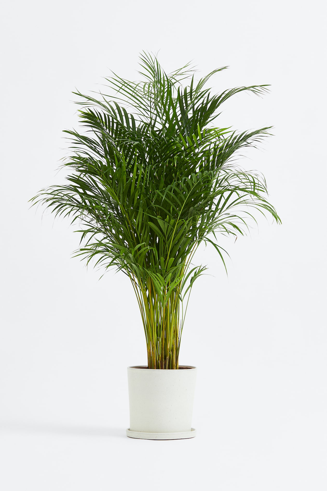 Areca Palmier - H 140cm - Plant in a Box - Home All | H&M FR