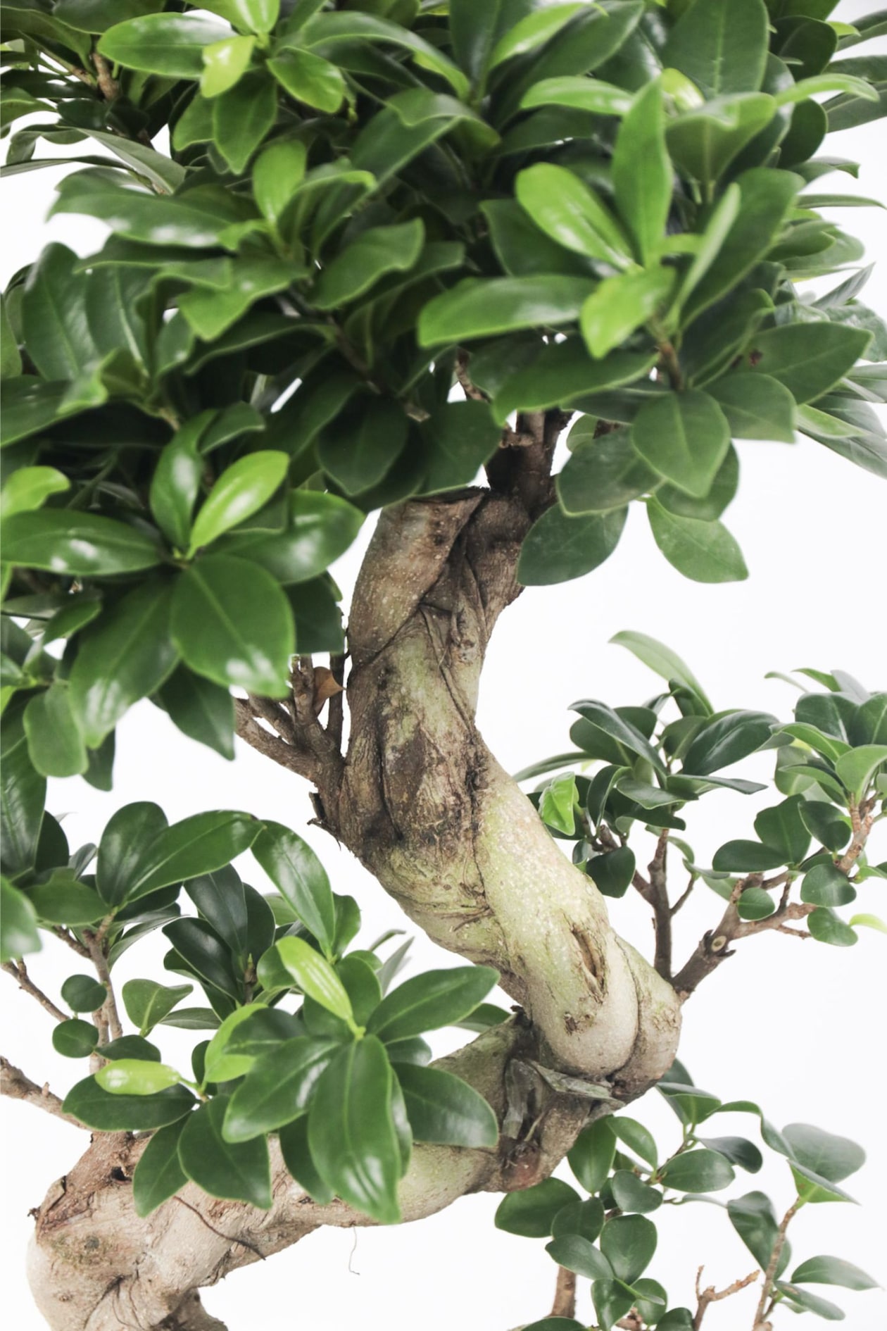 Ficus Ginseng S-shape - H 55cm - Plant in a Box - Home All | H&M FR