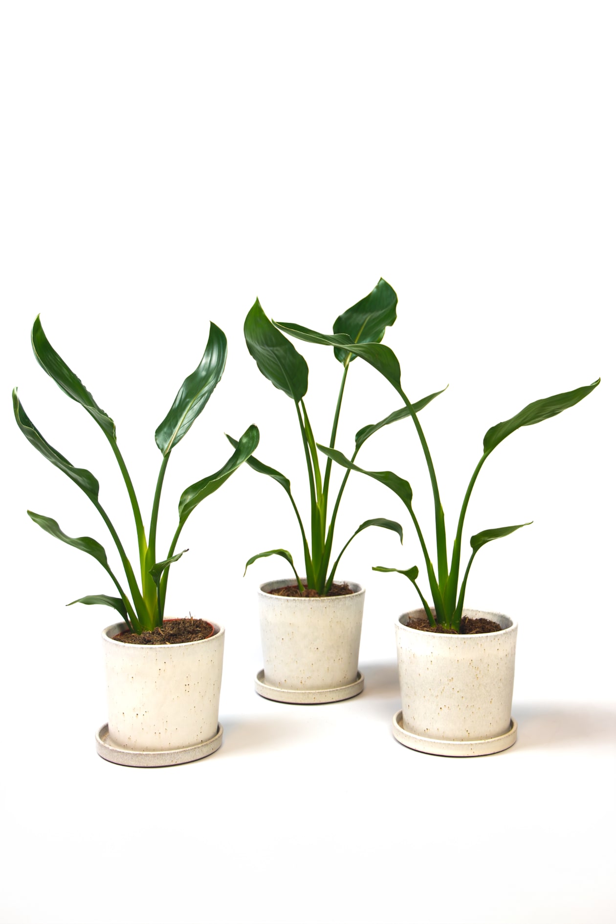 H 25cm Strelitzia Reginae 'bird Of Paradise' - Set Of 3 at H&M Home | H ...