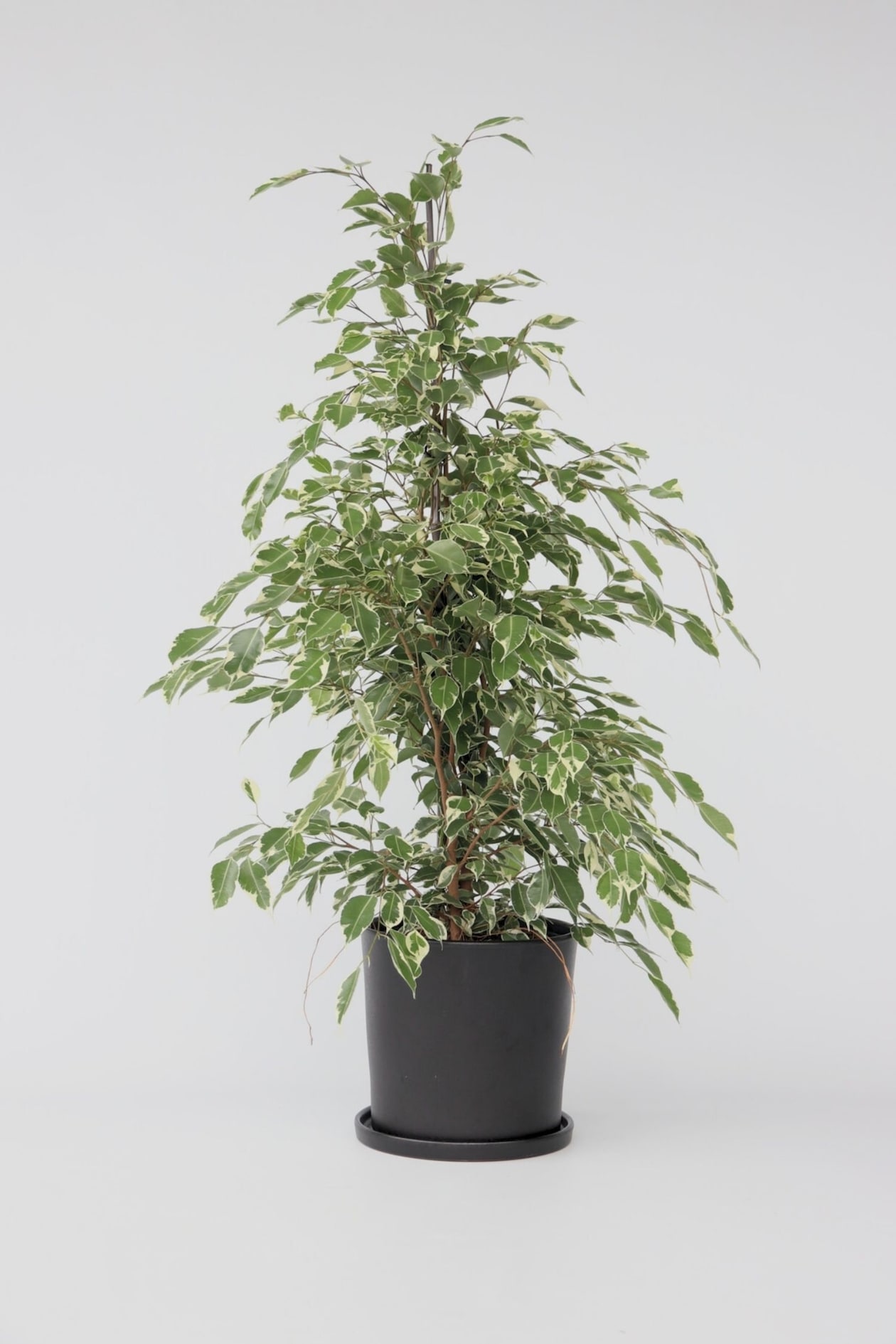 Ficus Benjamina Twilight - H 100cm - Plant in a Box - HOME | H&M NL