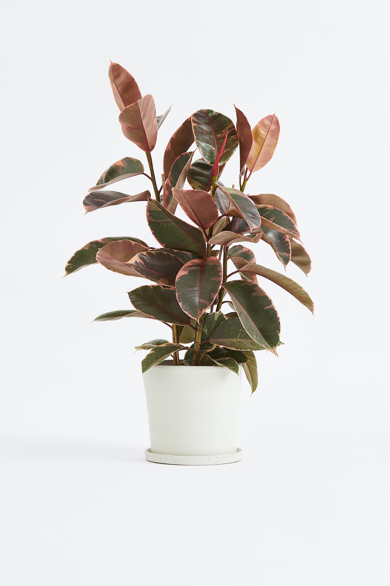 Ficus Elastica Belize - H 80cm - Plant in a Box - Home All | H&M FR