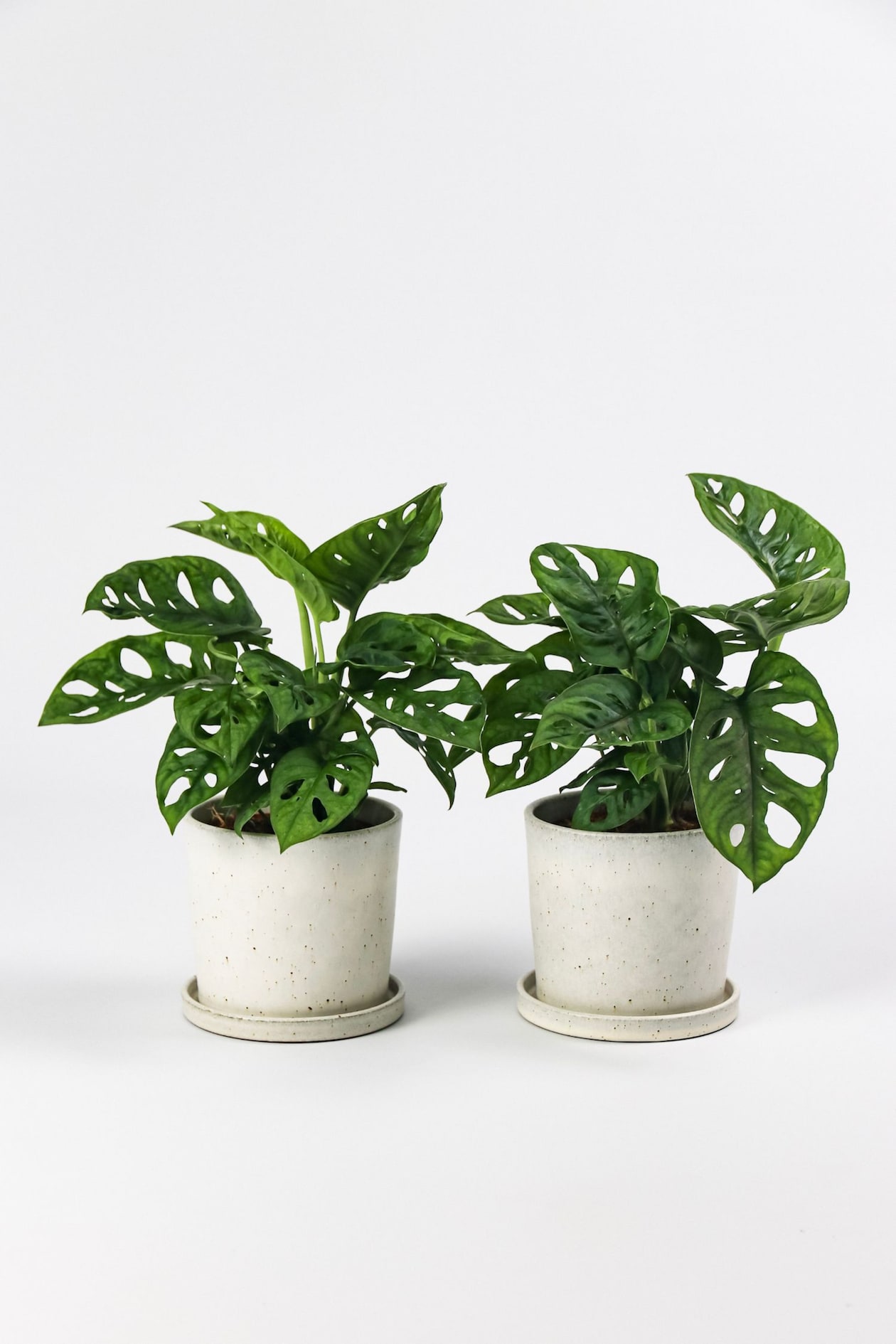Monstera Monkey Mask - Set Van 2 - H 25cm - Plant in a Box - HOME | H&M NL