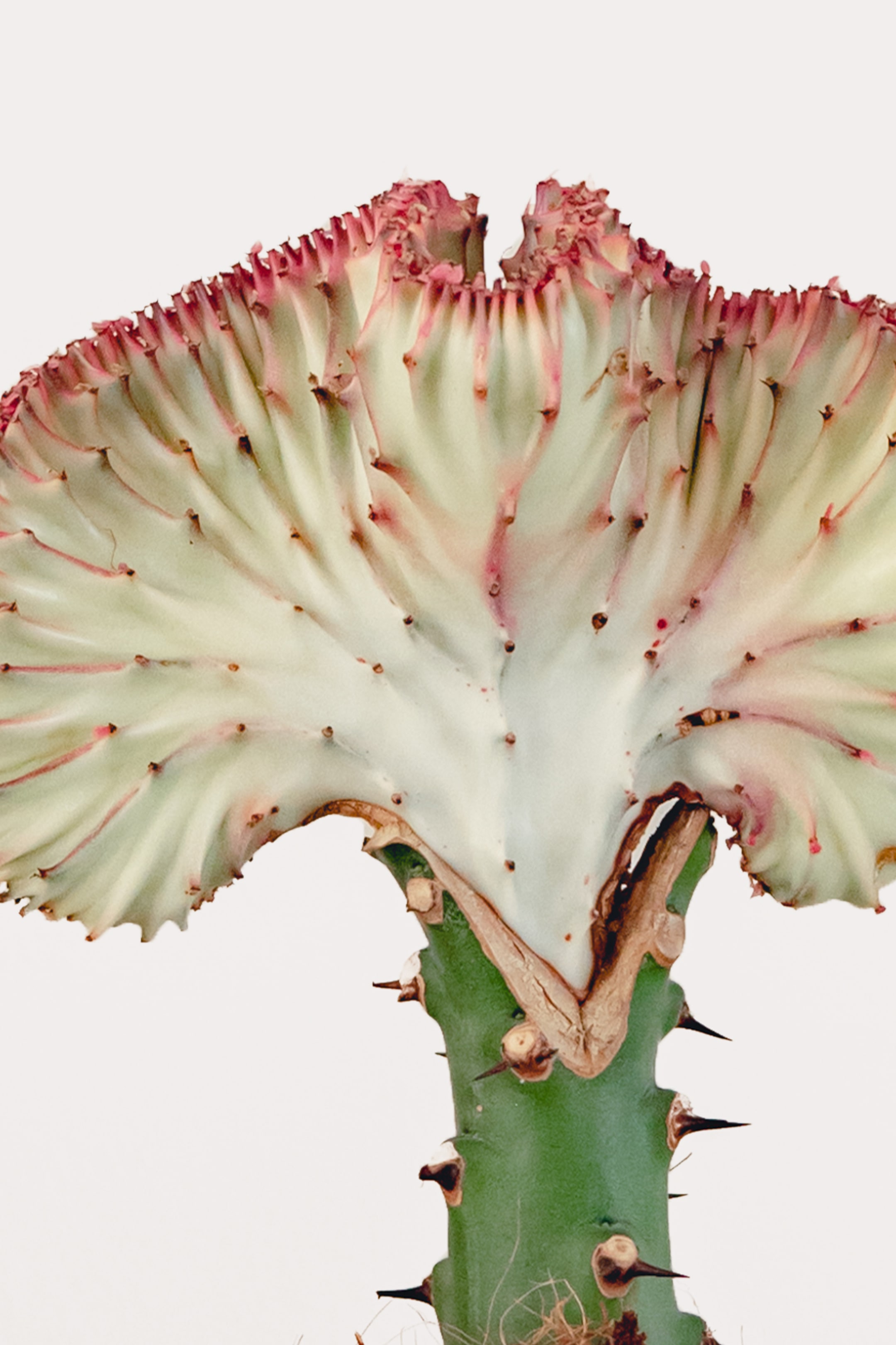 Set Of 3 Cacti Bundle at H&M Home | H&M GB