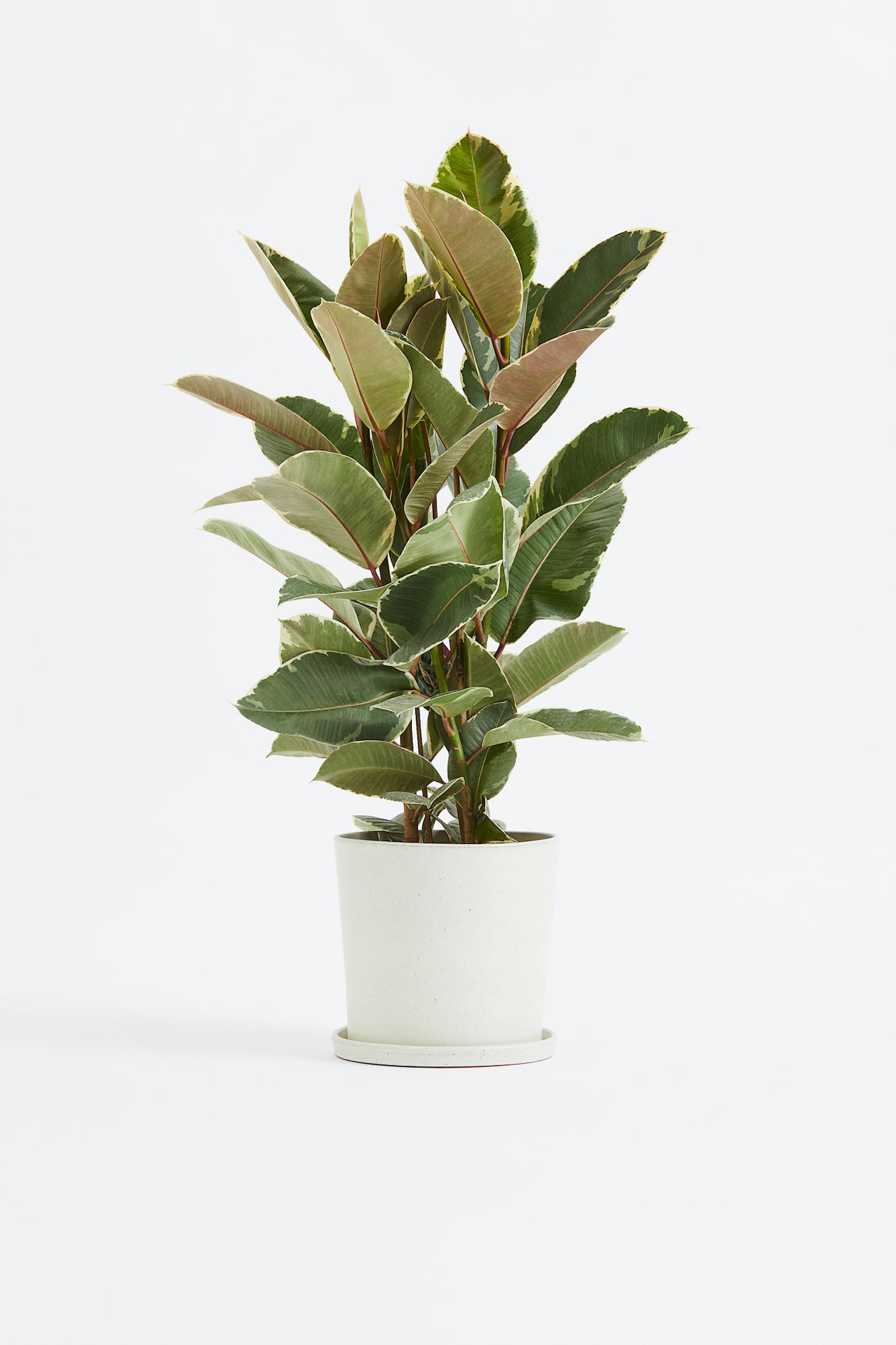 Ficus Elastica Tineke - H 75cm - Plant in a Box - Home All | H&M GB