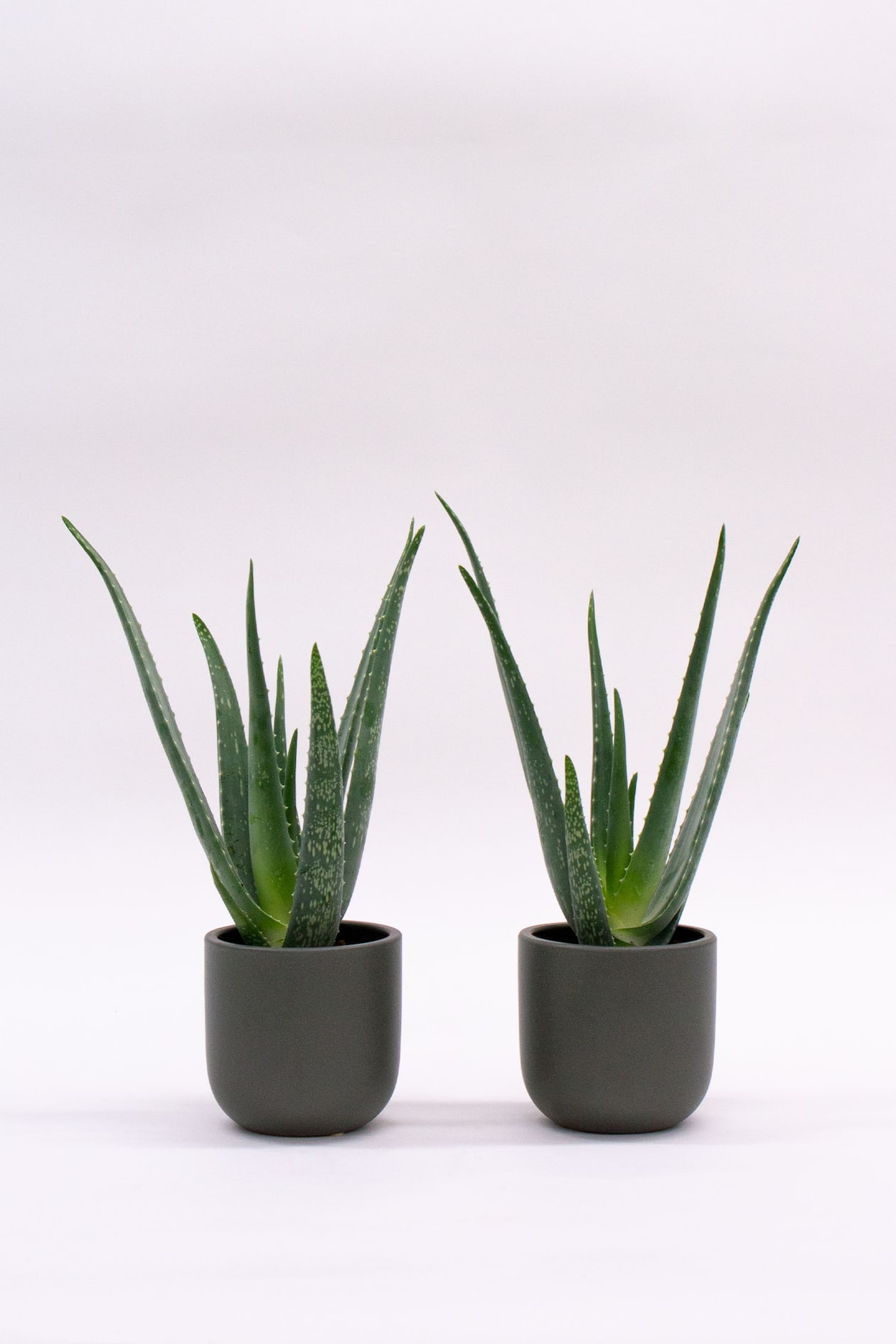 Aloe Vera Pair - Set Of 2 - Beards & Daisies - Home All | H&M GB