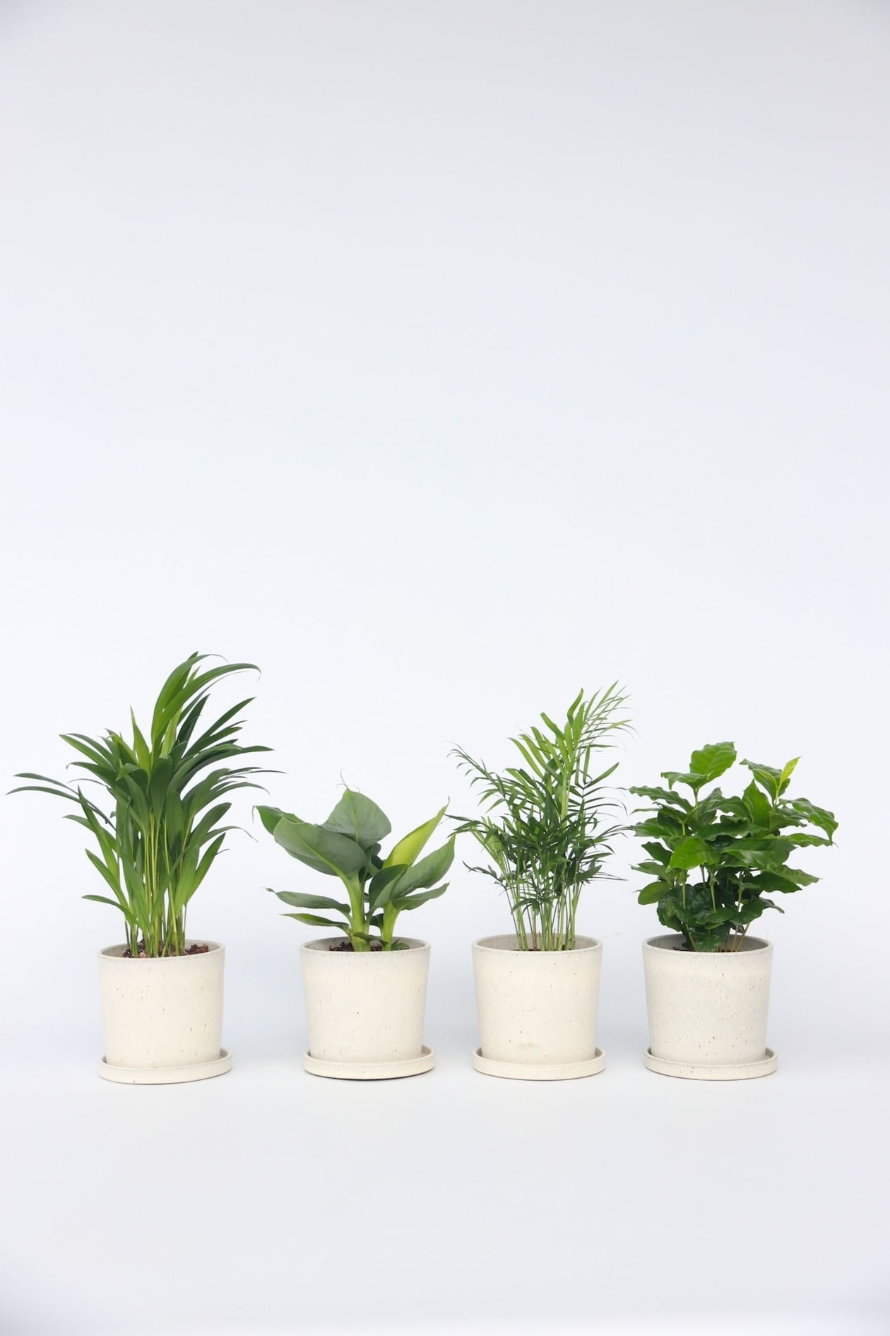 Trendy Mix - Set De 4 - H 25cm - Plant in a Box - Home All | H&M FR
