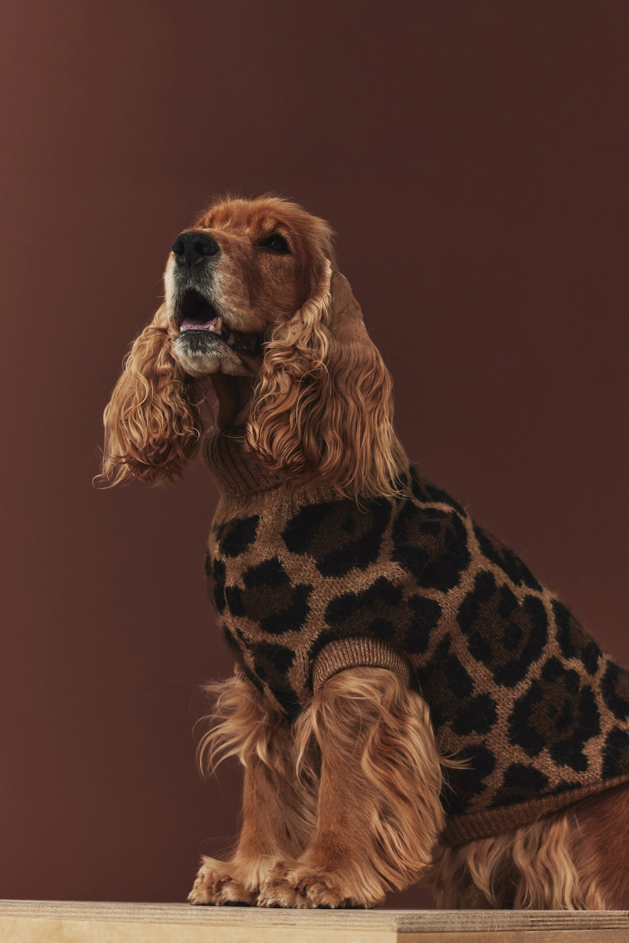 Men’s Beige/leopard print Jacquard-knit Dog Sweater | H&M US