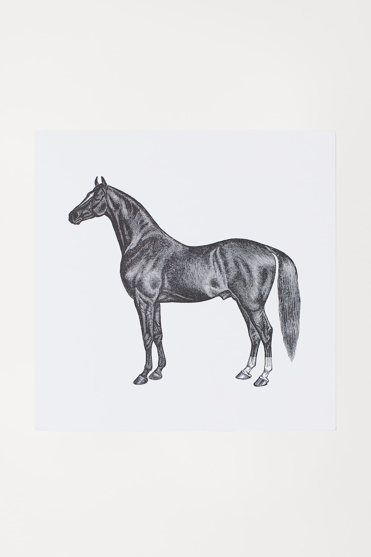 Poster - Hvit/Hest - Home All | H&M NO