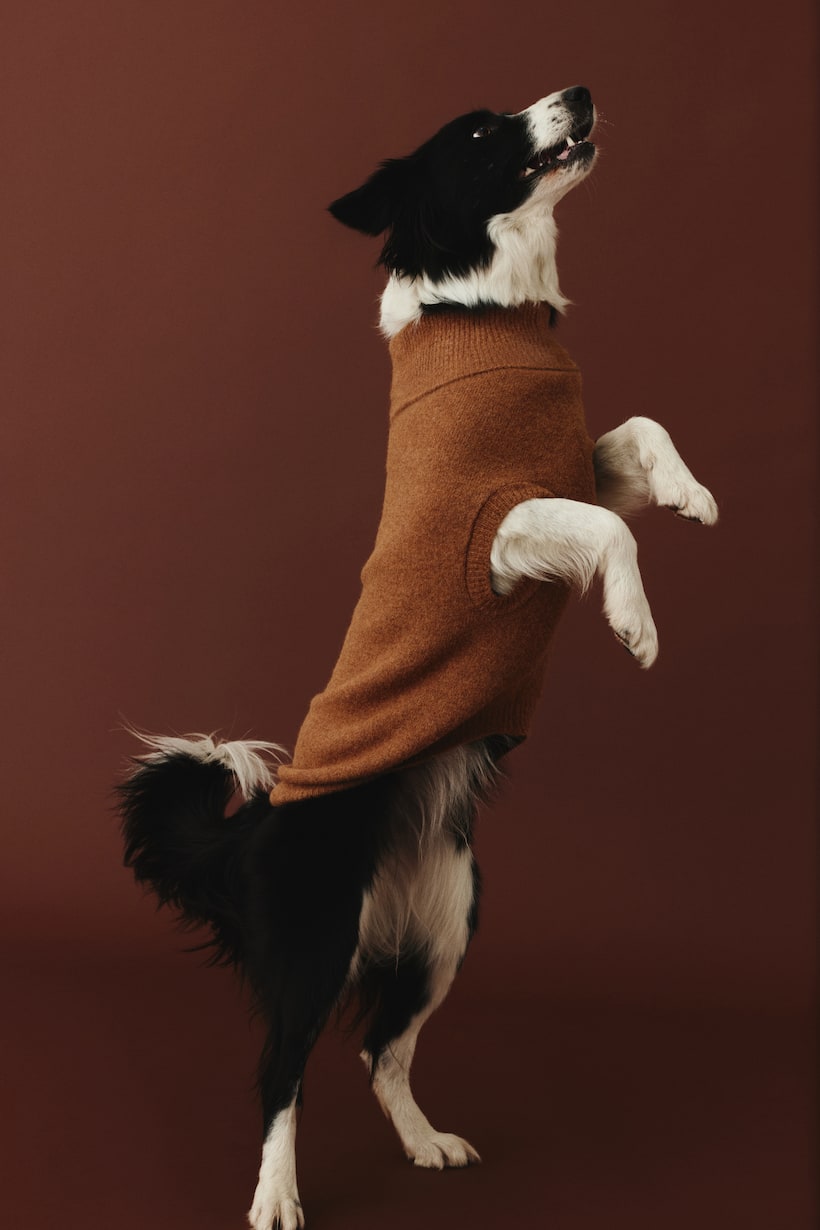 Men’s Dark beige marl Fine-knit dog jumper | H&M IE