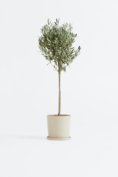 Olivenbaum - H 80cm - Plant in a Box - Home All | H&M DE