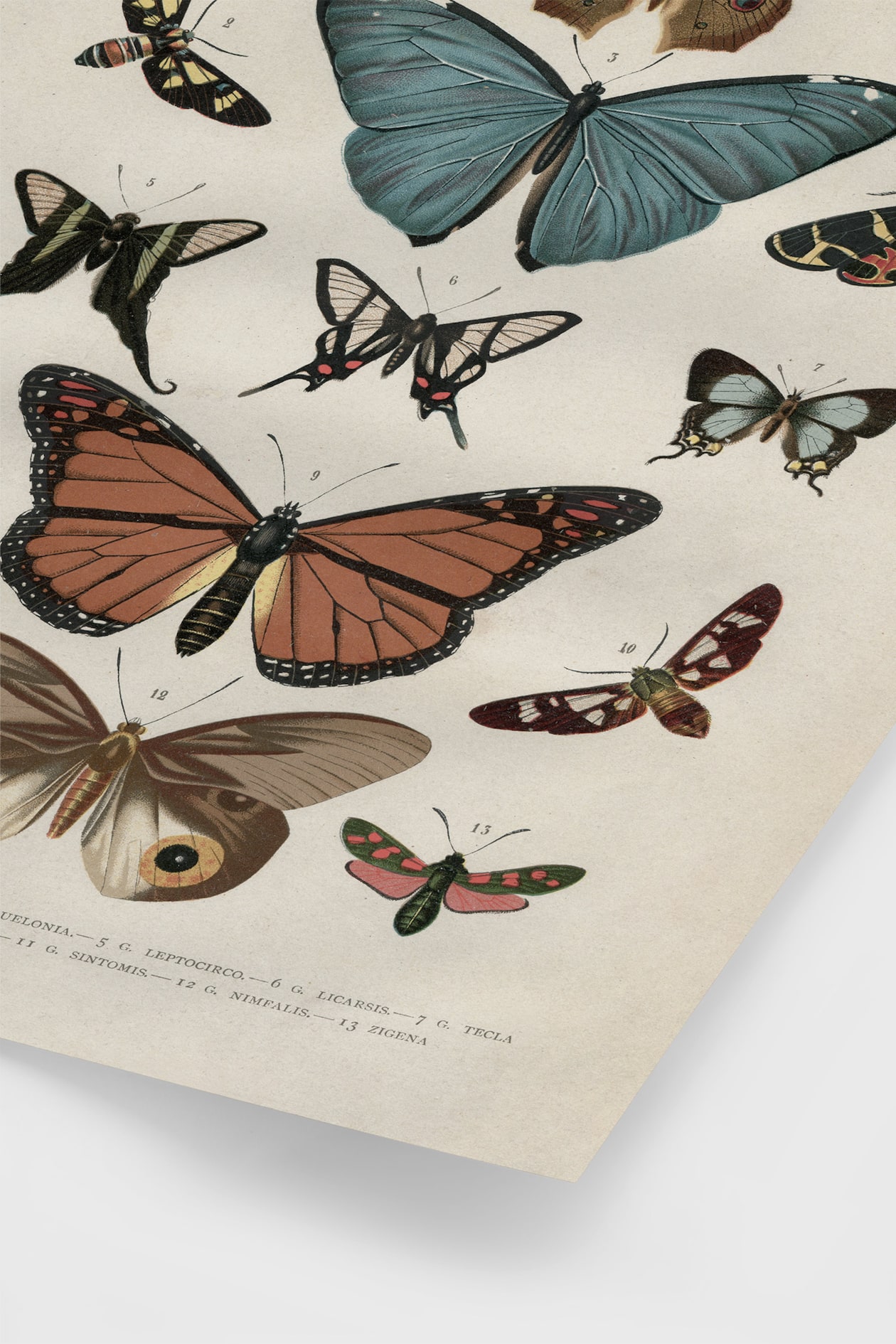 Brown/blue Vintage Butterflies Poster at H&M Home | H&M GB