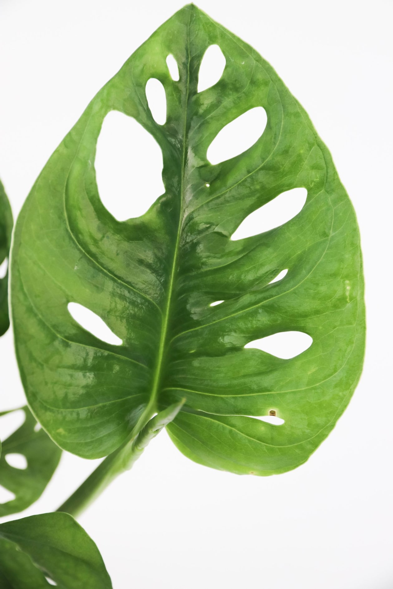 H 25cm Monstera Monkey Mask - Set Of 2 at H&M Home | H&M GB