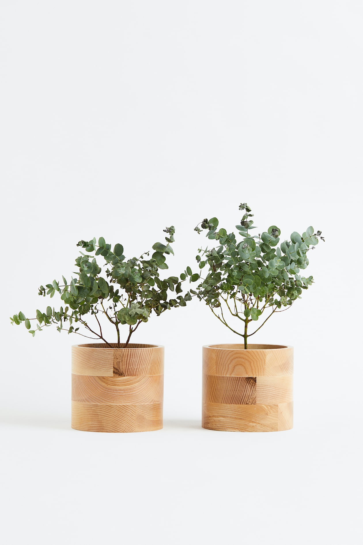 Eucalyptus Baby Blue - Set Of 2 - H 25cm - Plant in a Box - Home All ...