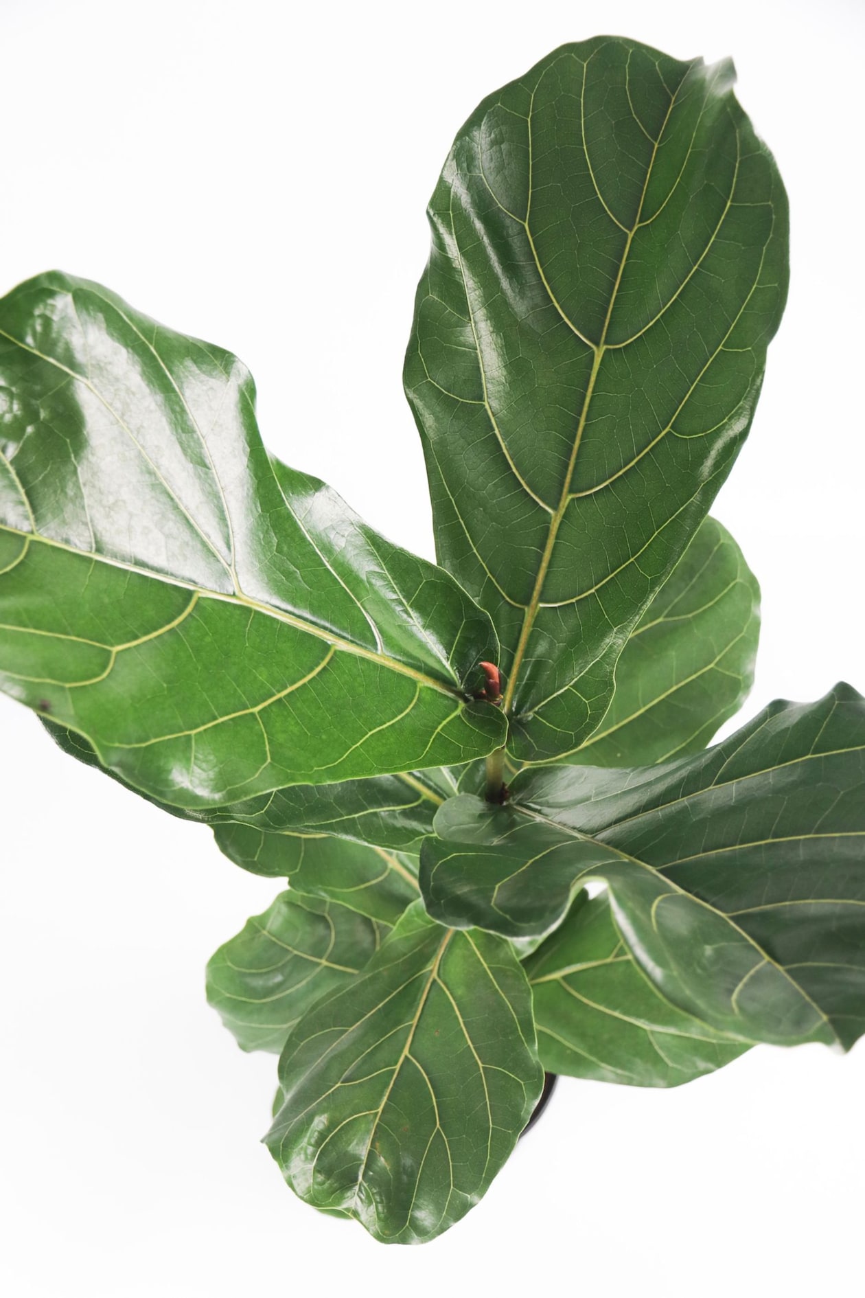 Ficus Lyrata - Fiddle Leaf Plant - H 70cm - Plant in a Box - Home All ...