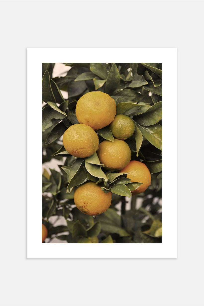 Orange Tree Poster - Orange/grün - Postery - Home All | H&M DE