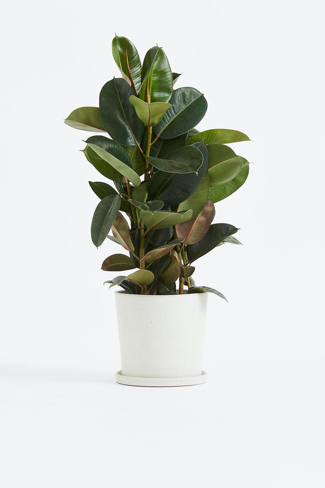 Ficus Elastica Robusta - H 75cm - Plant in a Box - Home All | H&M FR