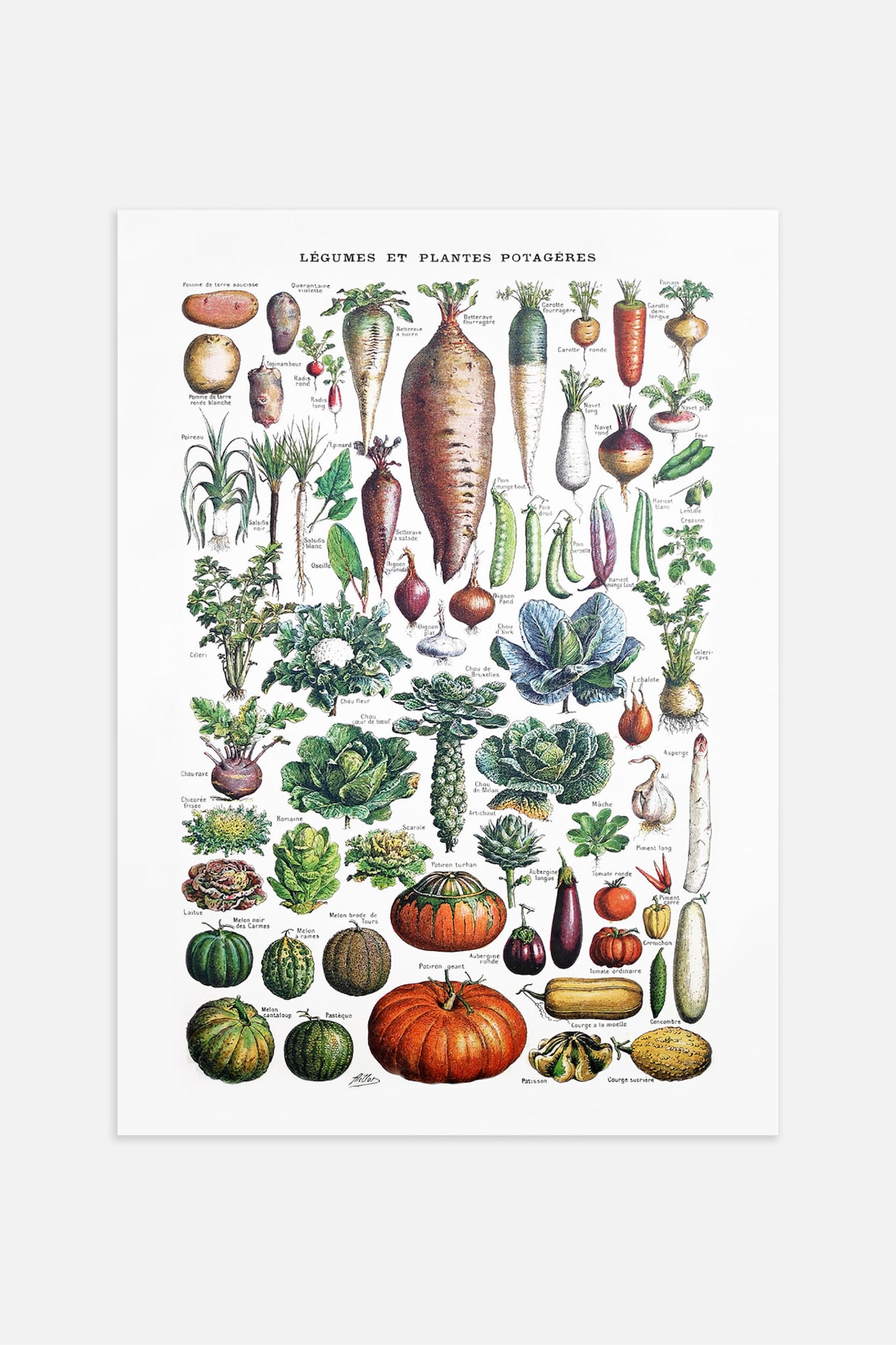 Garden Vegetables Overview Póster - Blanco/verde - Postery - HOME | H&M ES