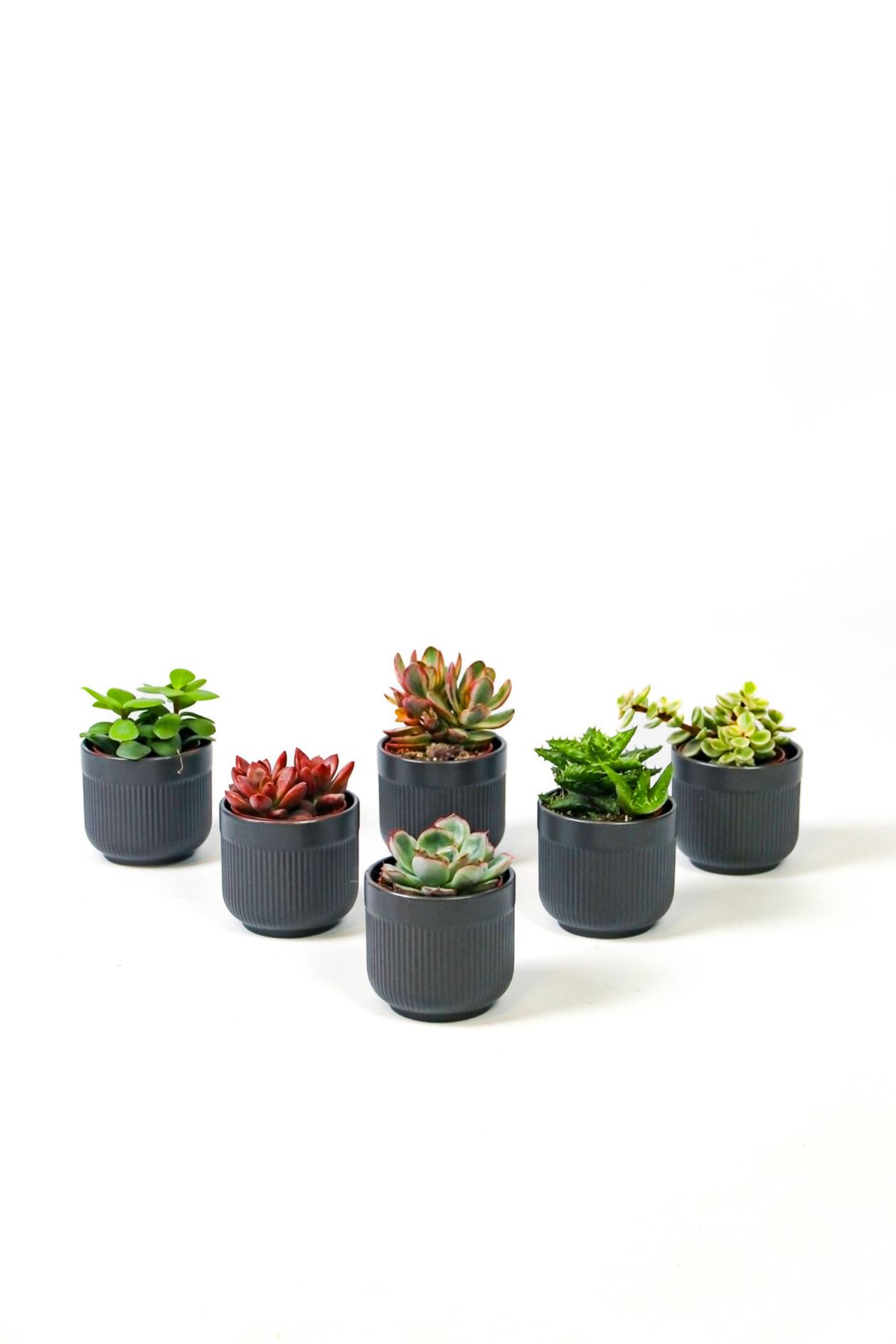 Succulent - 6er Set - H 5cm - Plant in a Box - Home All | H&M DE