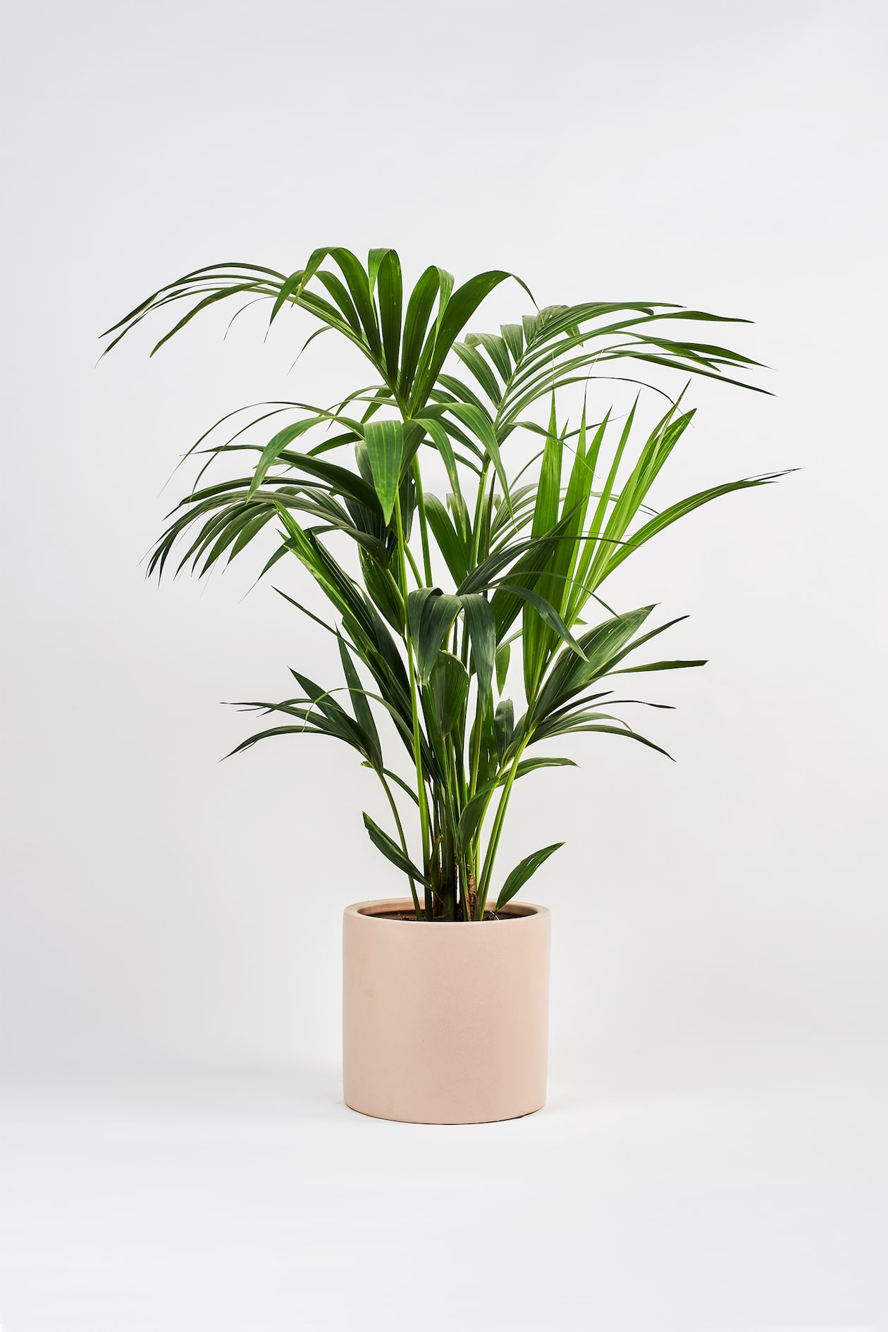 Kentia Palm - H100cm - Beards & Daisies - Home All | H&M GB