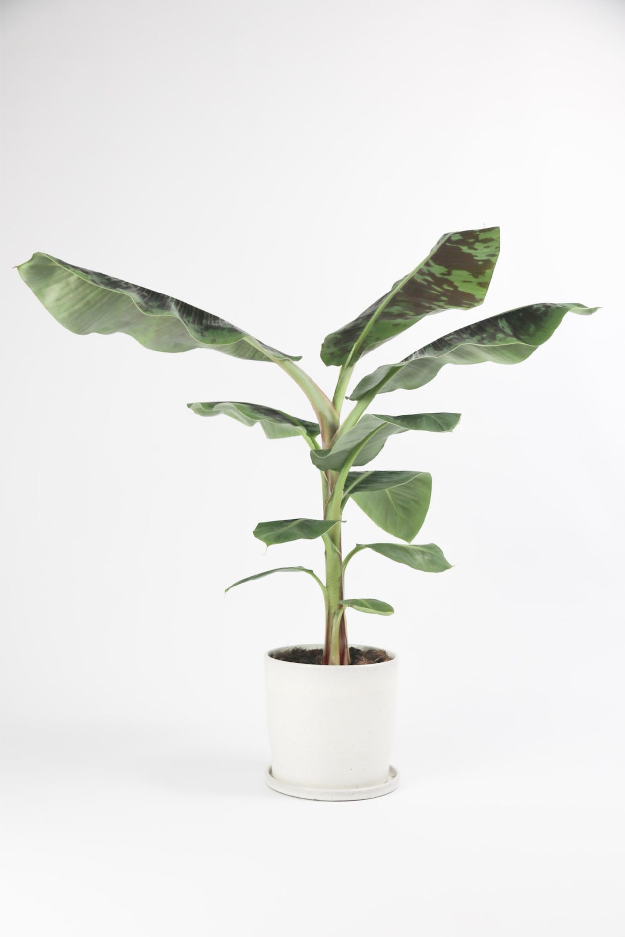 Bananenpflanze Musa Cavendish - H 90cm - Plant in a Box - Home All | H&M DE