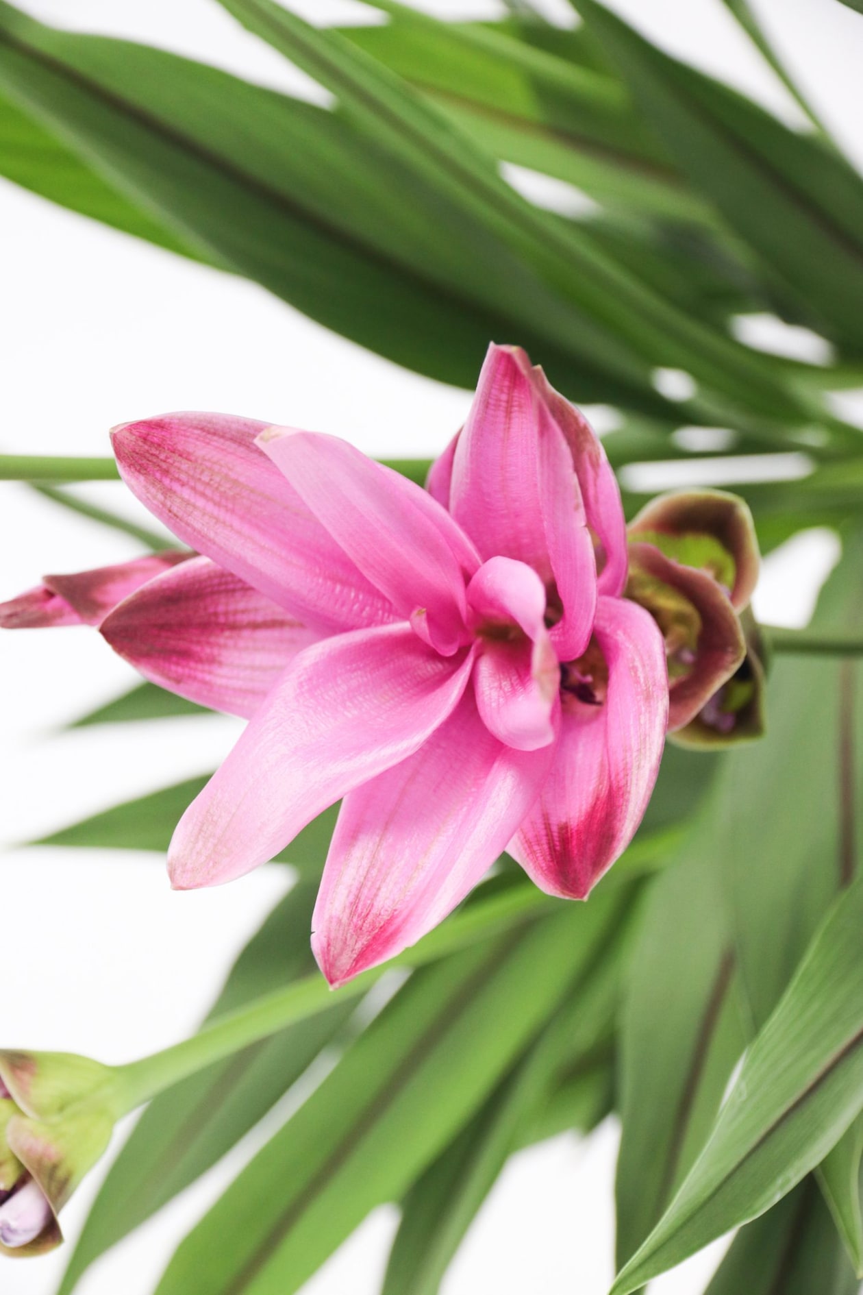 Curcuma Al Siam Splash - H 70cm - Plant in a Box - Home All | H&M GB